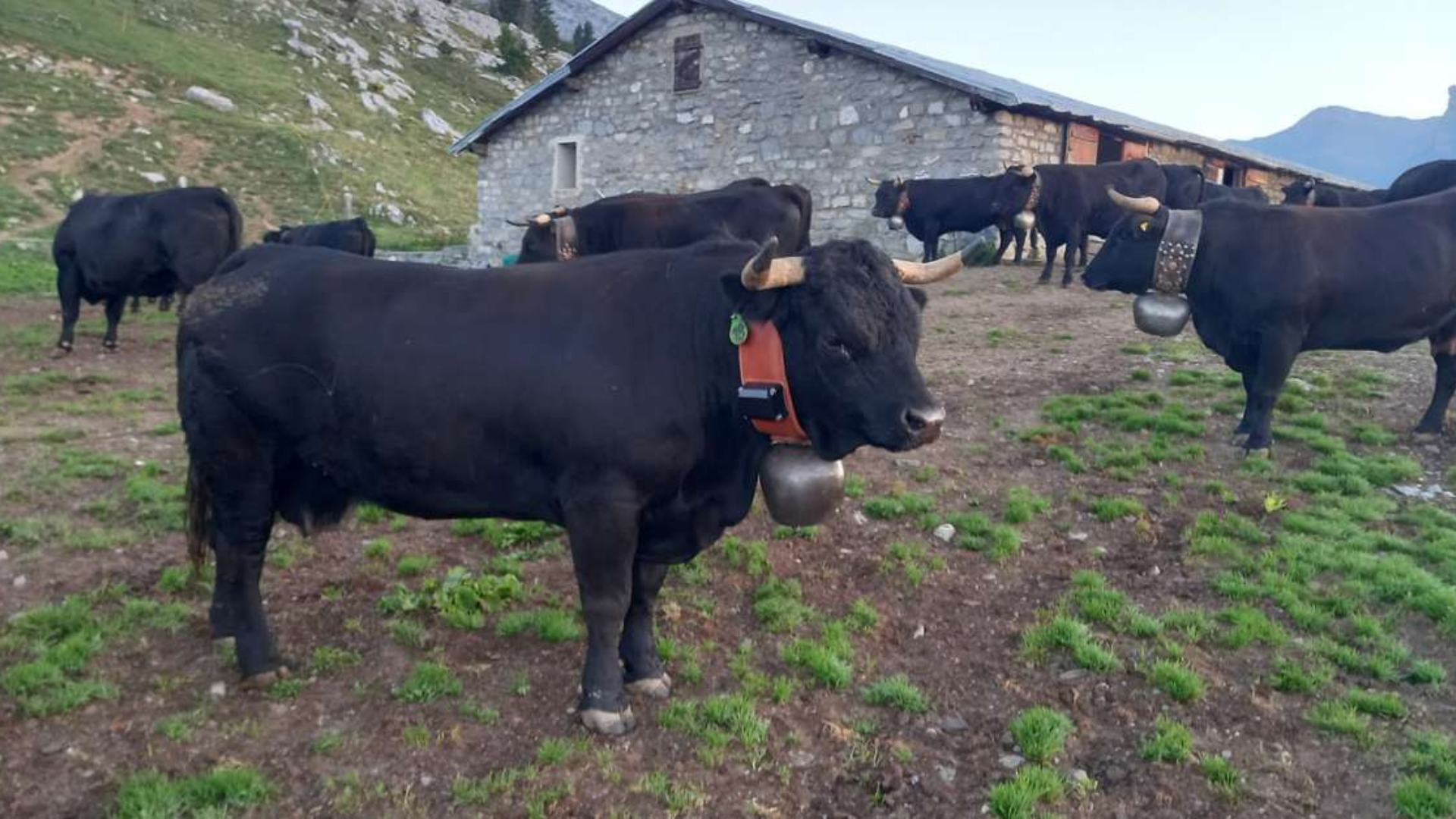 Remote Sensing in Livestock Management Remote Sensing in Livestock Management
